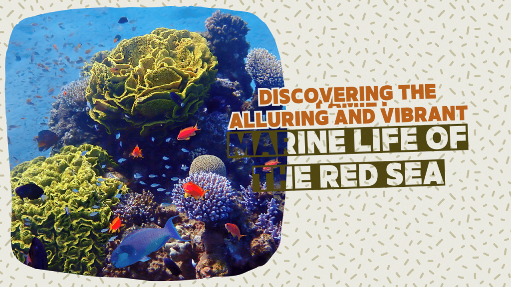 Discovering the Alluring and Vibrant Marine Life of the Red Sea