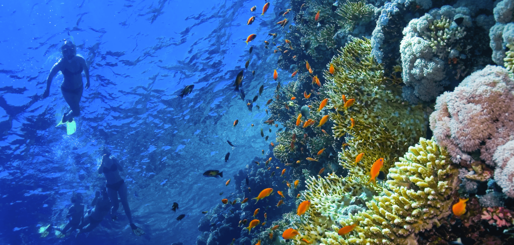 Diving into Egypt’s Coastal Utopia with Vibrant Marine Life and ...